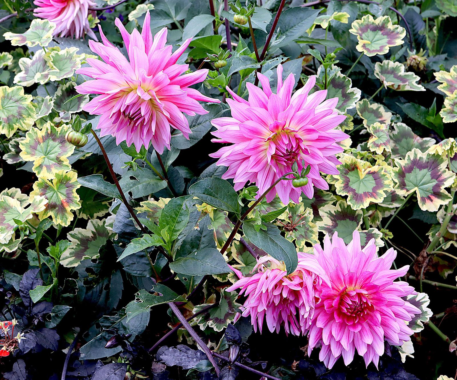 Cactus Dahlia Varieties And Semi-Cactus Dahlia Types To Try | Gardening ...