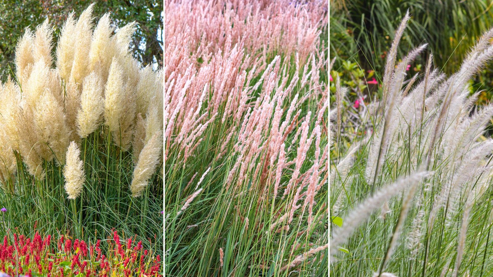 Planting ornamental grasses: the best types and how to grow | Real Homes