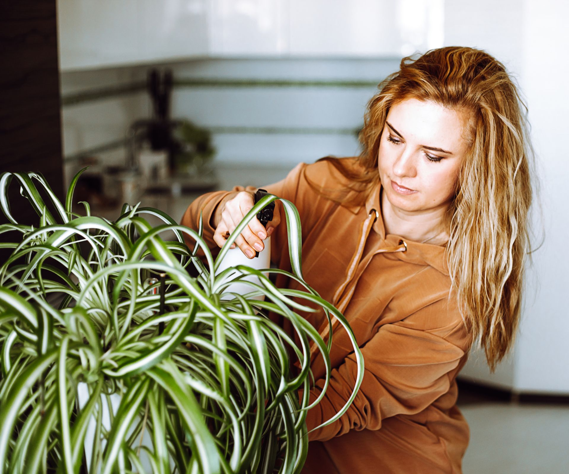Houseplant Humidity: Why Misting Might Not Be Enough | Gardening Know How