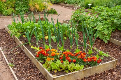 No dig gardening - your ultimate guide to the movement of the moment ...