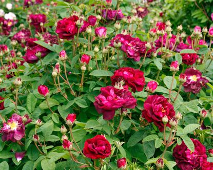 Heirloom roses: top tips for these classic blooms | Gardeningetc