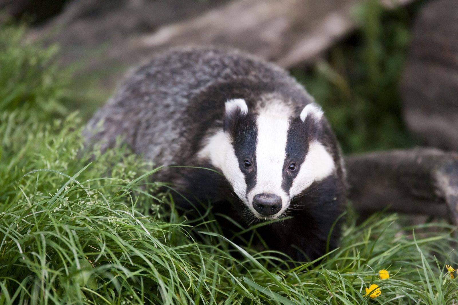 Badger Control In Gardens - Tips On Keeping Badgers Away | Gardening ...