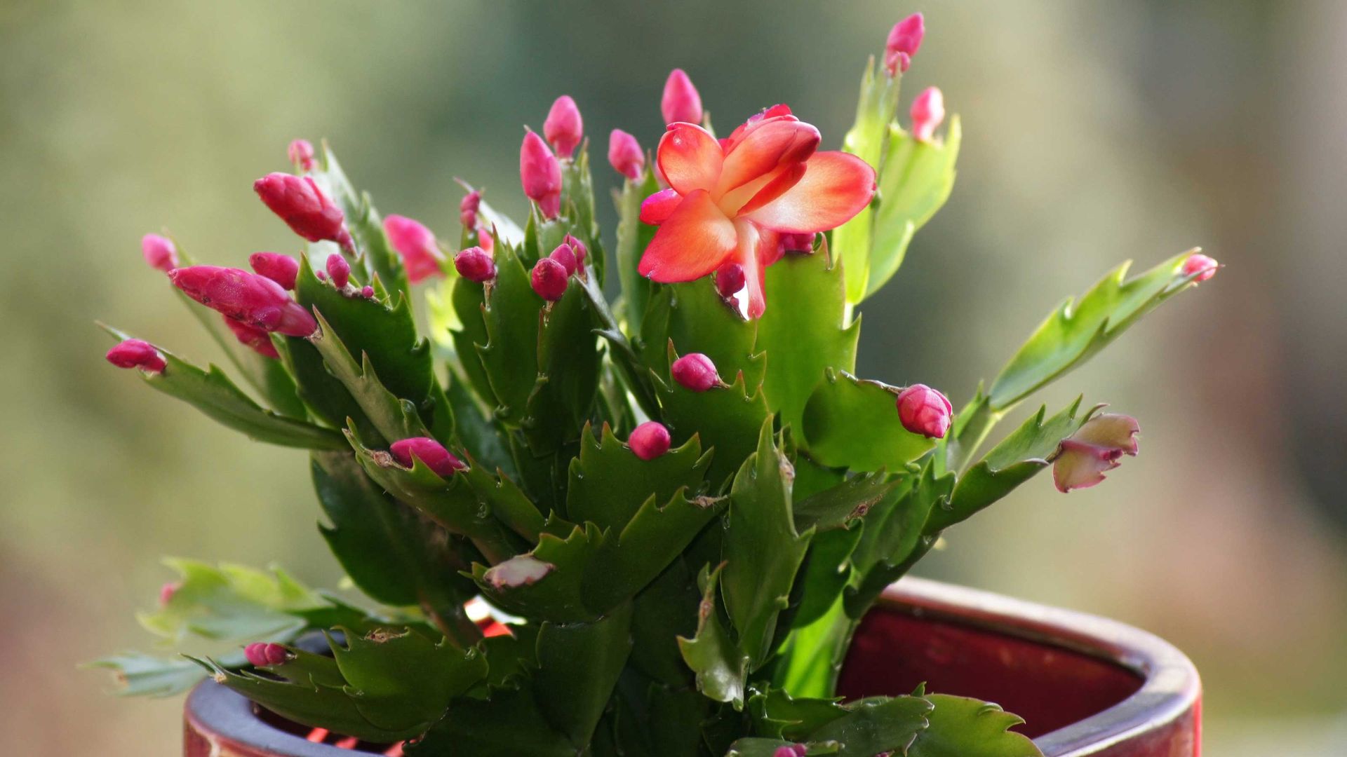 Christmas cactus problems: 5 common issues | Gardeningetc