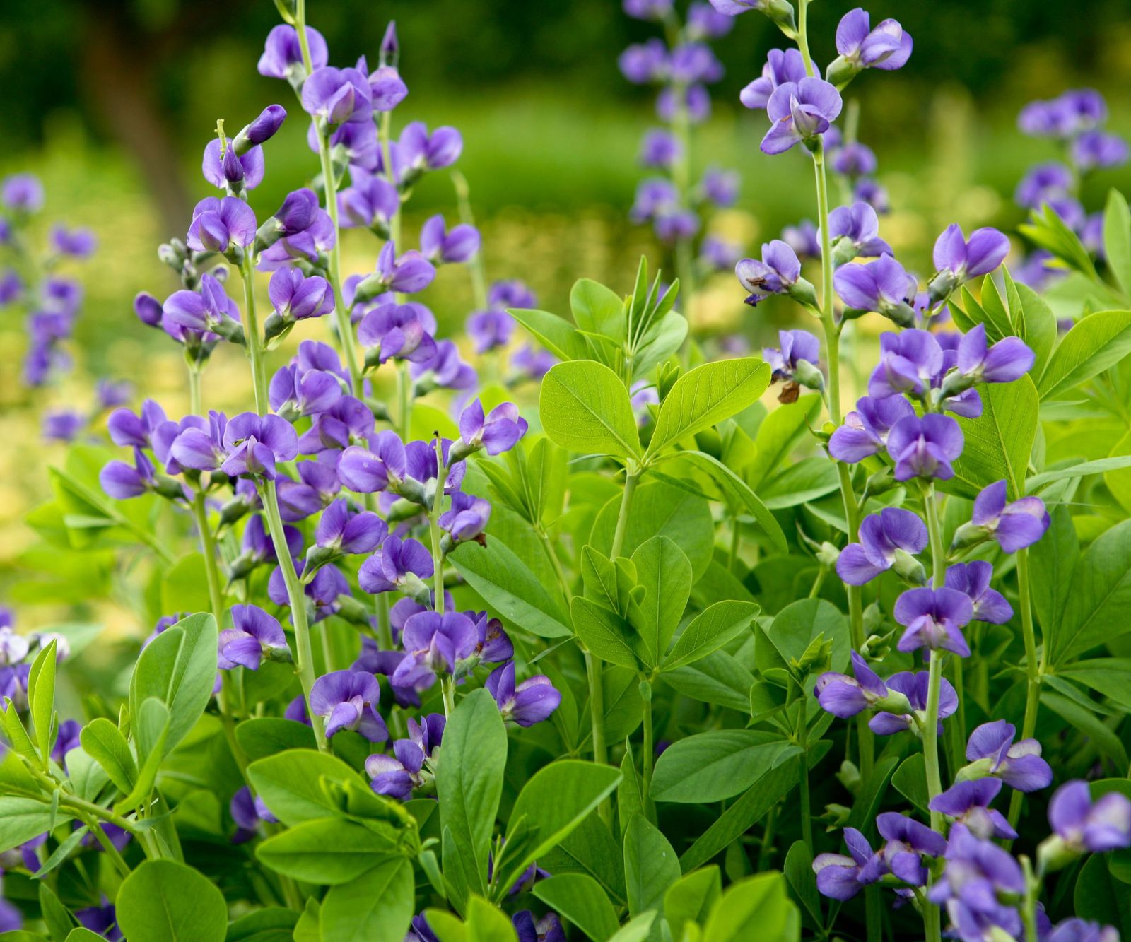 Best drought-tolerant flowering perennials: 12 beautiful blooms | Homes ...