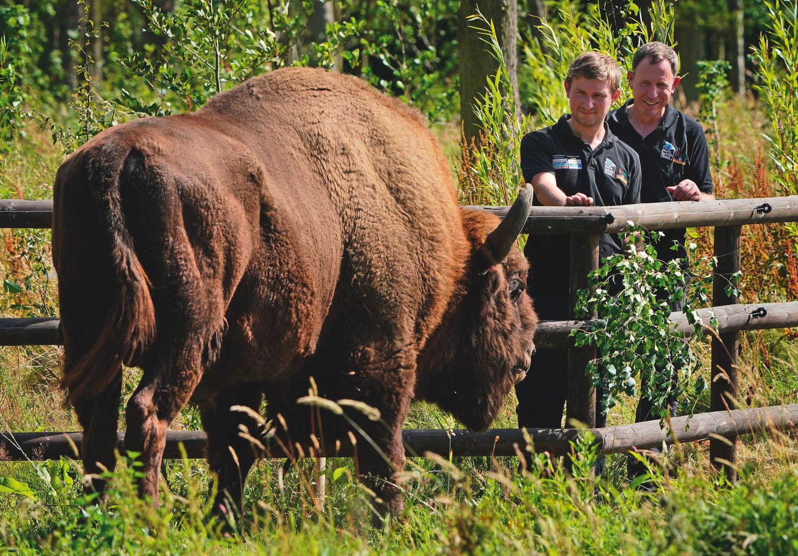 Bringing home the bison: The lords looking after the UK's largest land ...