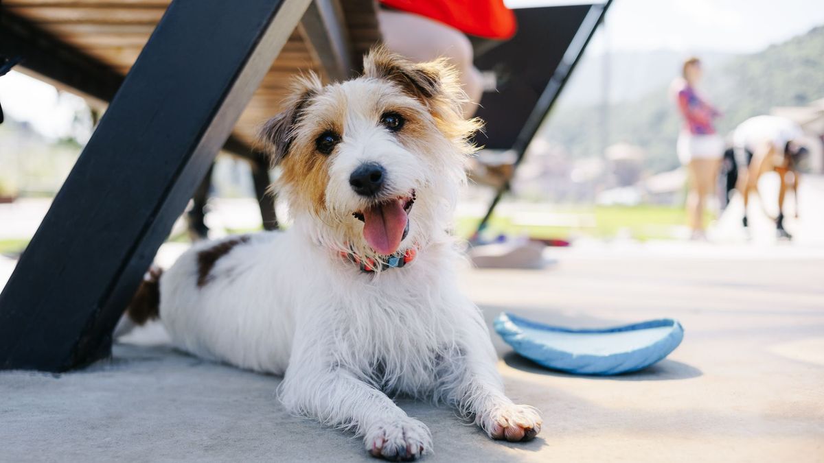 How long do dogs live? | PetsRadar