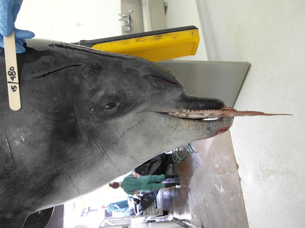 Death by Octopus: This Dolphin Bit Off More Than He Could Chew | Live ...