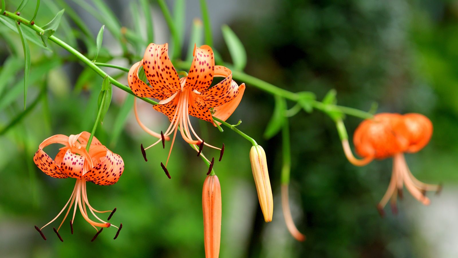 How to grow tiger lily: expert planting and care advice | Homes and Gardens