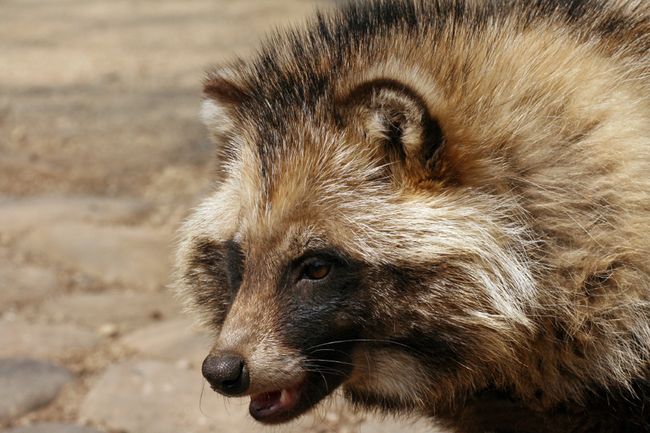 The Rare and Exotic Animals of Russia's Far East | Live Science