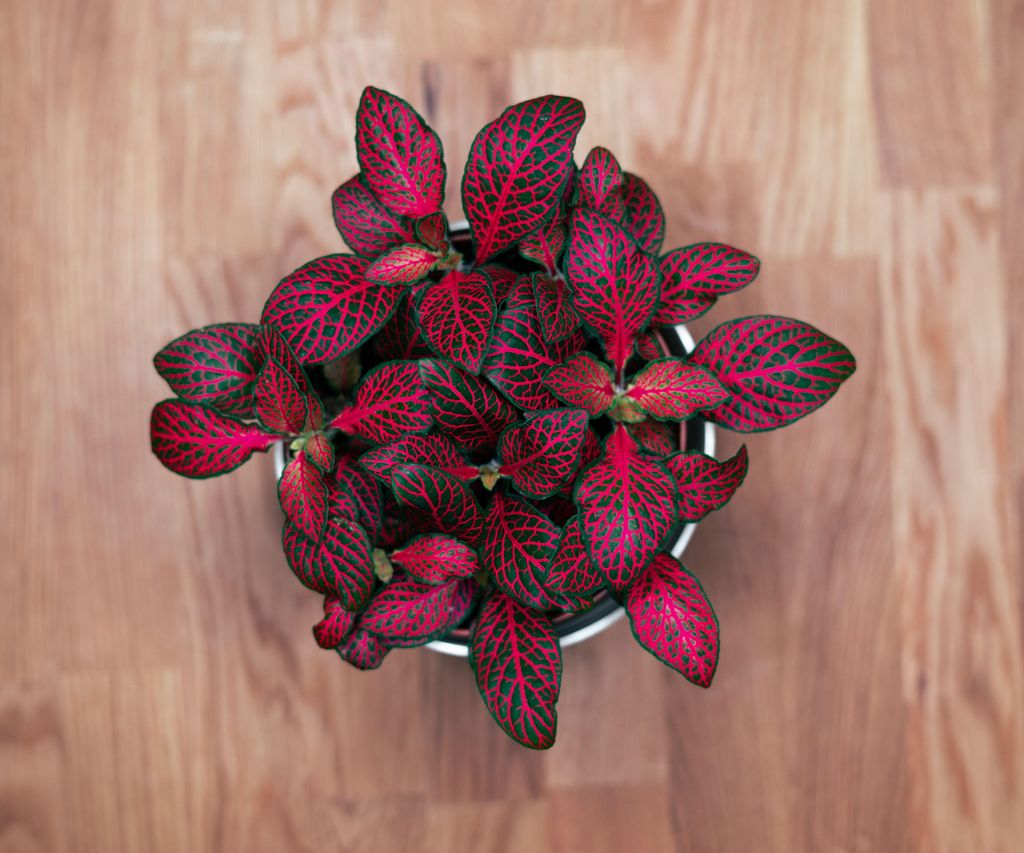 Best small indoor plants: 6 compact houseplants | Homes and Gardens