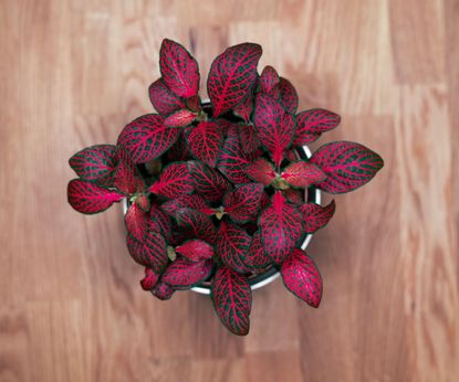 Best small indoor plants: 6 compact houseplants | Homes and Gardens