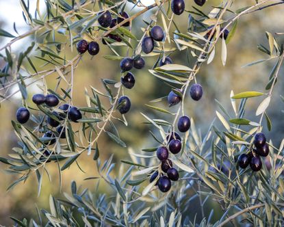 8 Drought-Tolerant Fruit Trees That Will Survive The Heat | Gardening ...