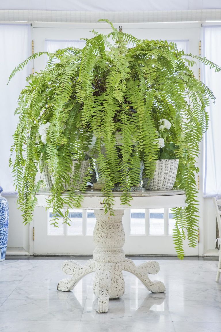 Boston Fern Light Needs - Light Requirements For Boston Ferns ...
