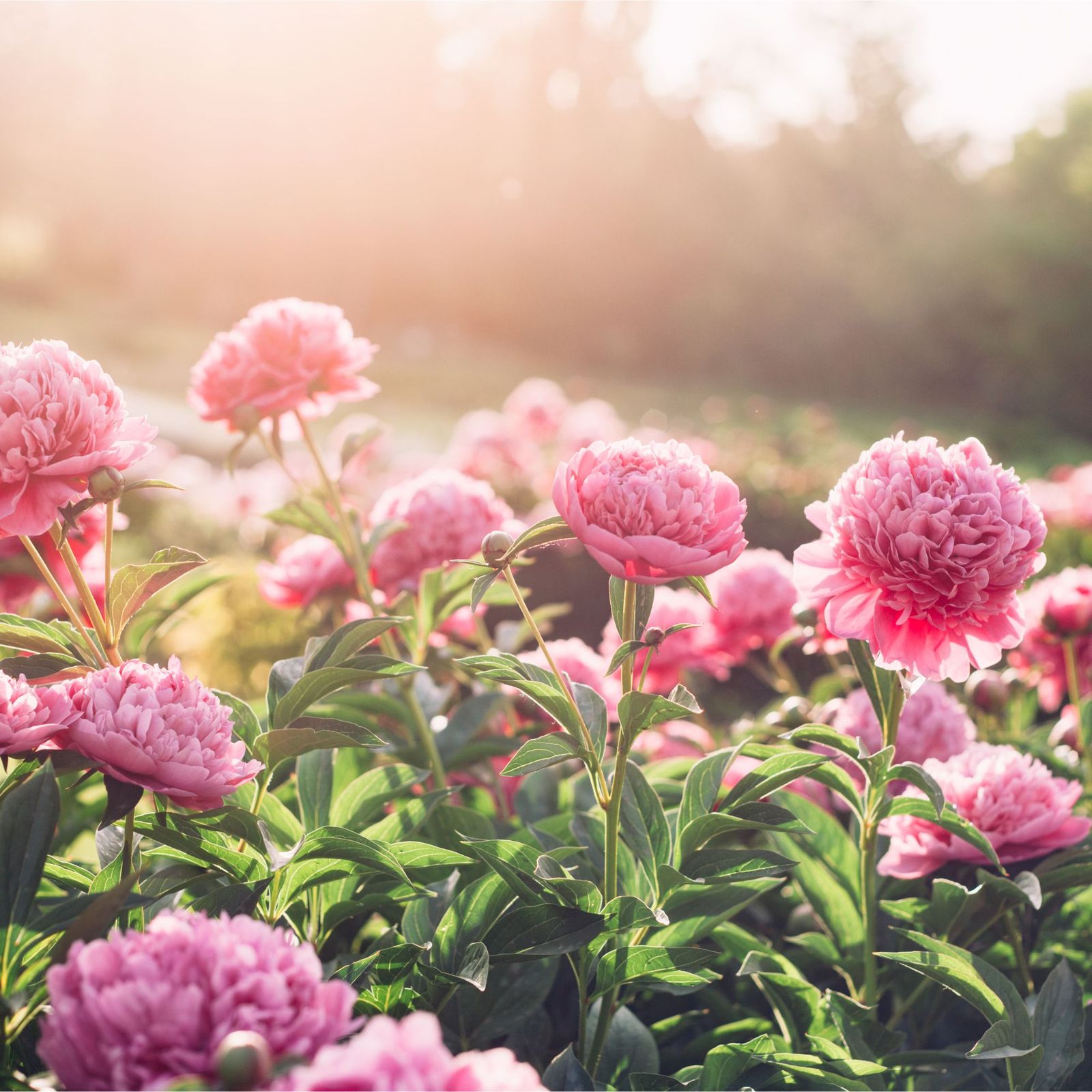How to keep peonies blooming for longer - 7 expert-approved ways to ...