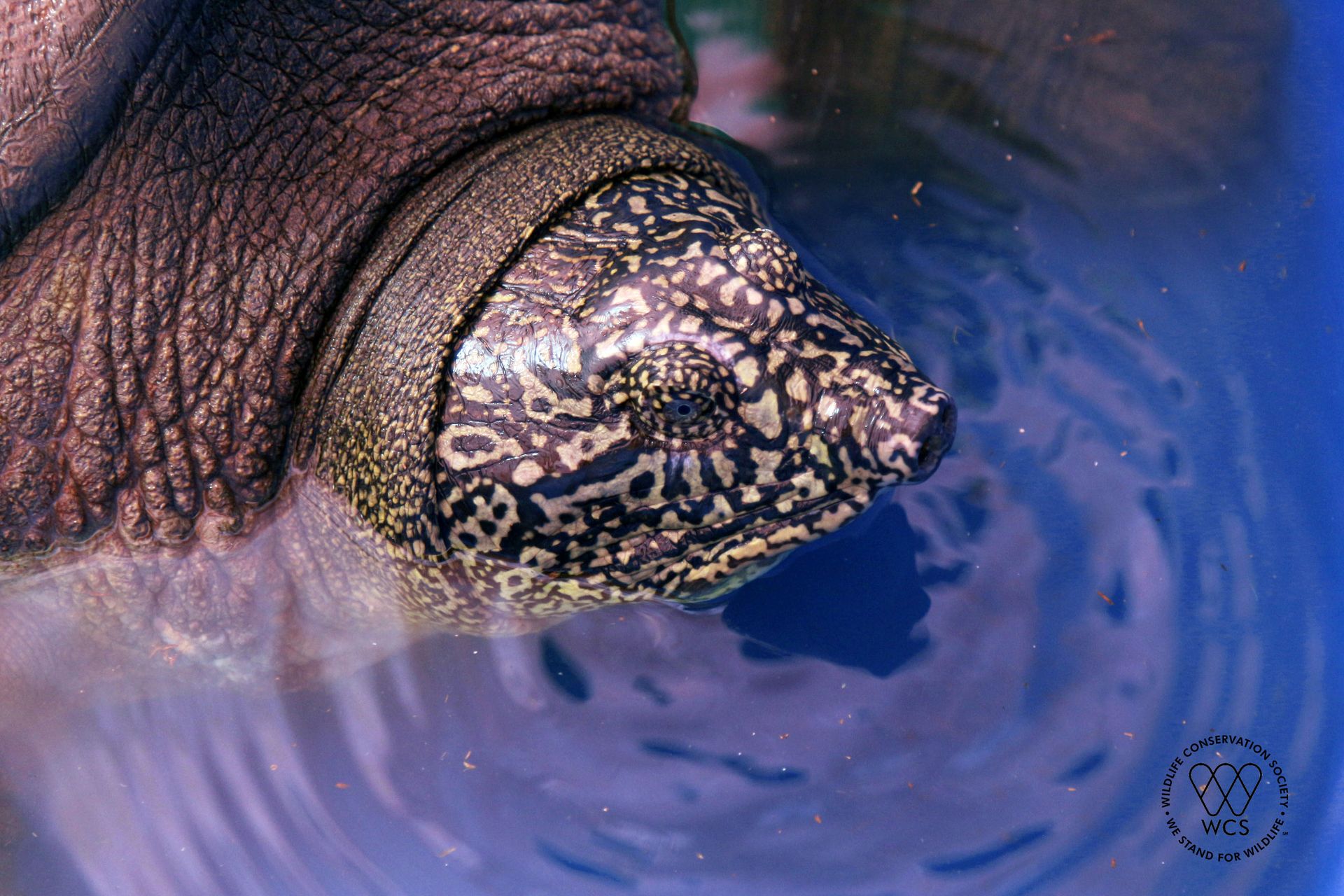 Largest freshwater turtle species doomed to extinction after last ...