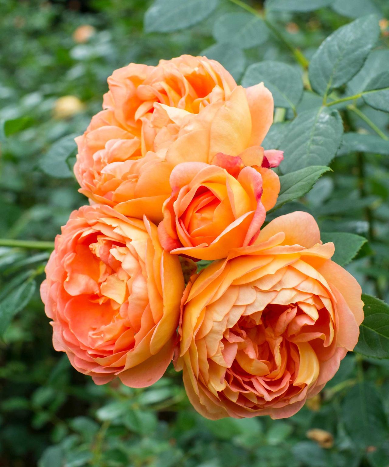 Repeat-flowering roses: 15 choices for blooms all summer | Gardeningetc