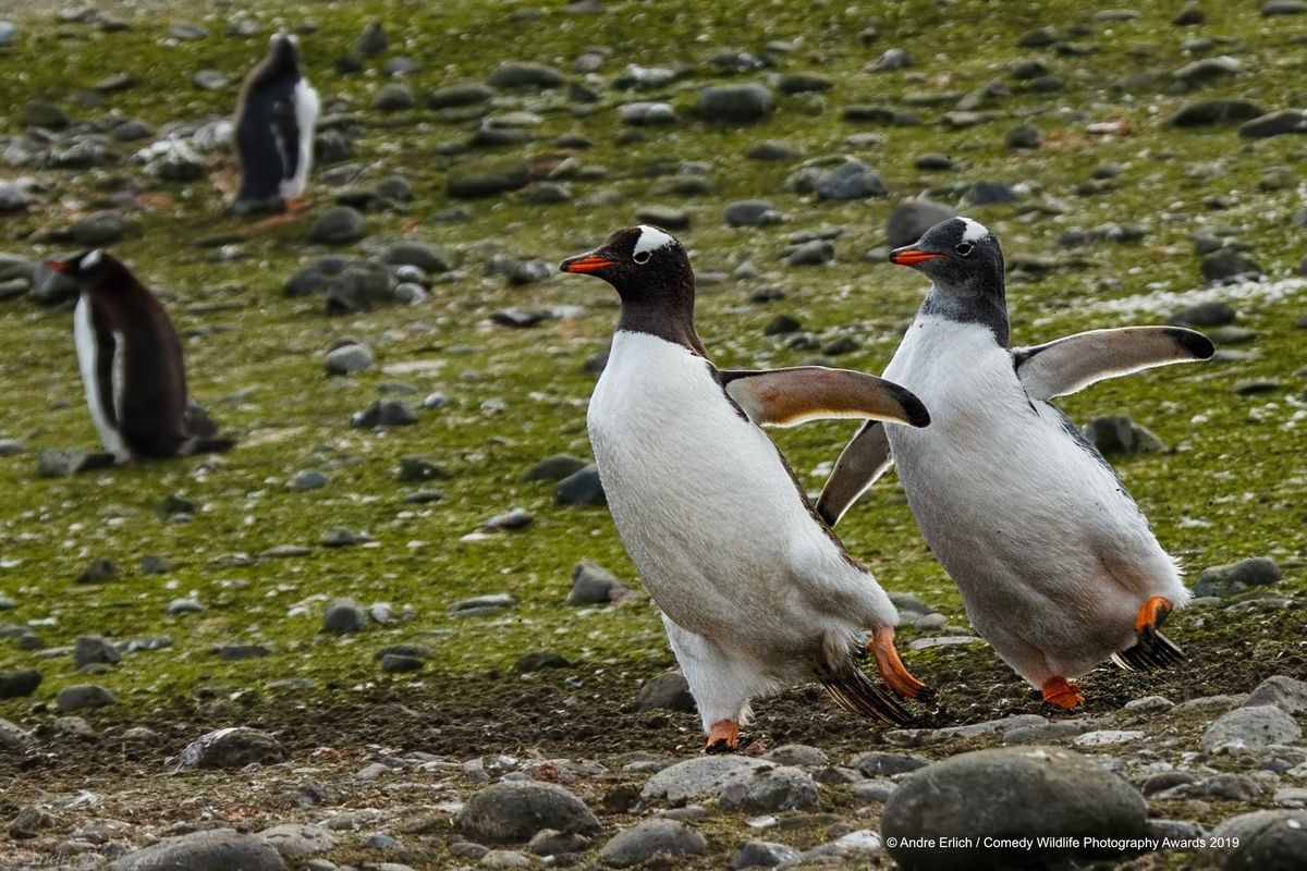 Have a giggle at the winning photo from the Comedy Wildlife Photography ...