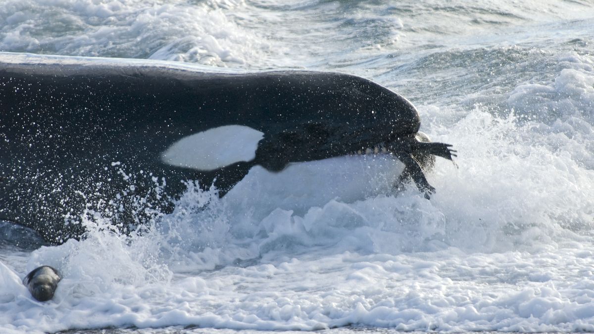 Orcas: Facts about killer whales | Live Science