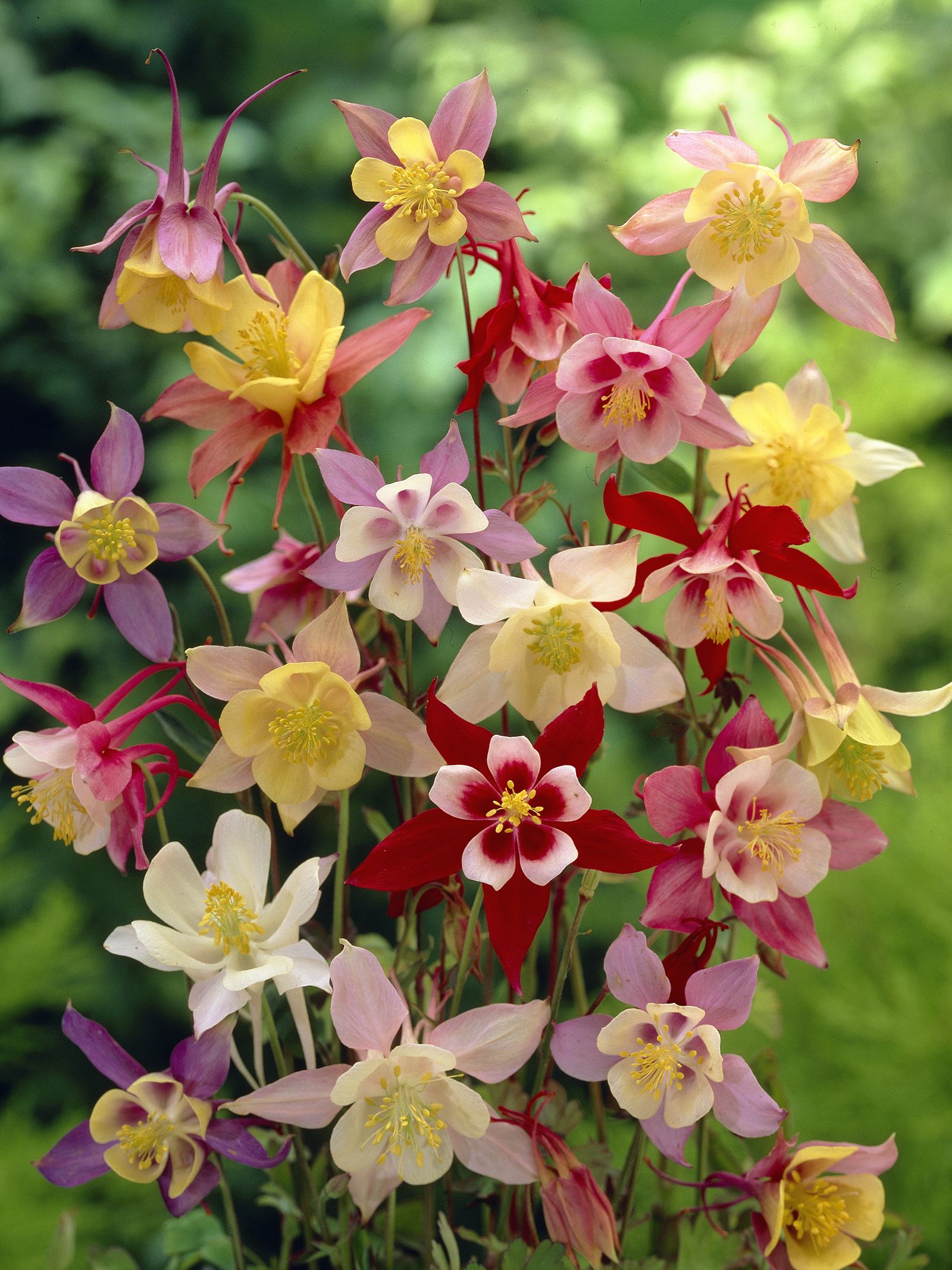 5 unusual plants for a summer garden | Gardeningetc