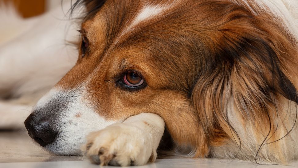 Why are my dog’s eyes red? Vet's guide to causes and treatment | PetsRadar