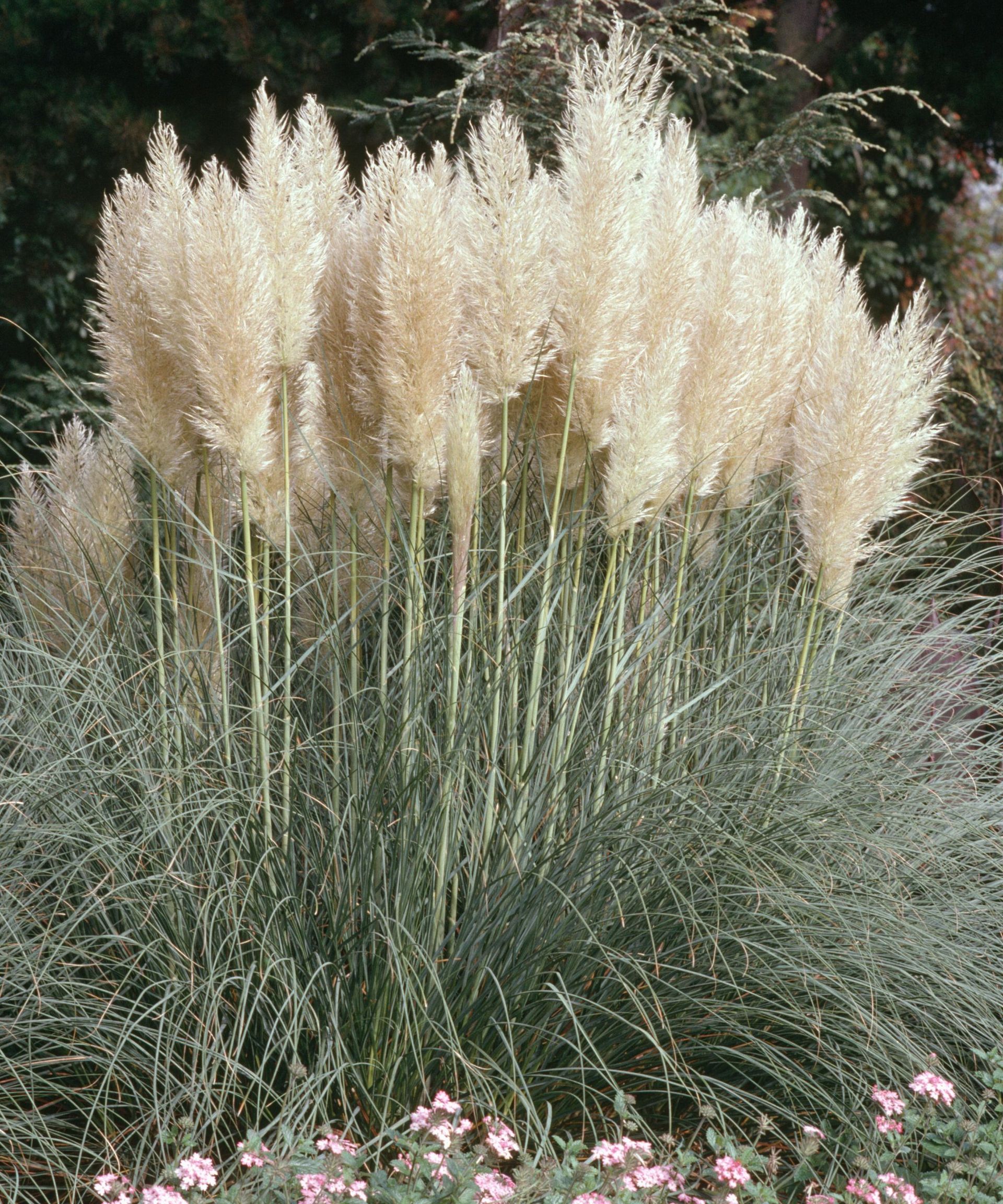 How and when to plant pampas grass: expert advice | Homes and Gardens