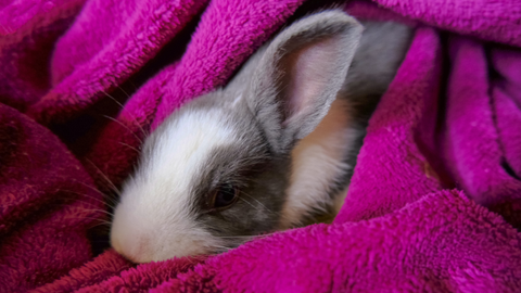 How to keep a rabbit warm in the winter with tips from a vet | PetsRadar