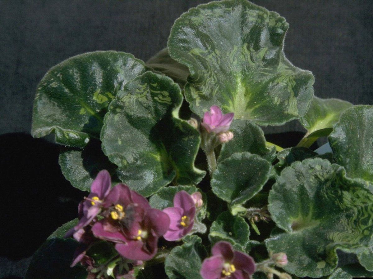 Viral Diseases Of Houseplants – Treating A Houseplant Infected With ...