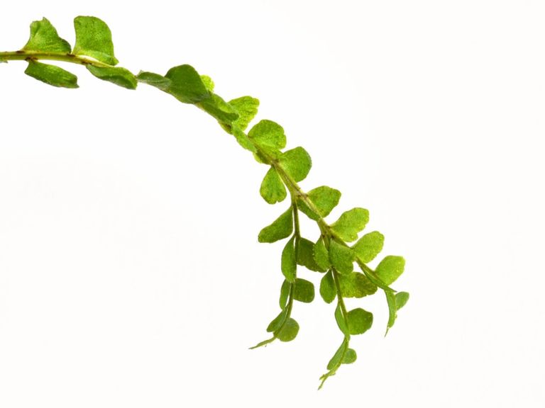 What Is A Lemon Button Fern: How To Care For Lemon Button Fern Plants ...