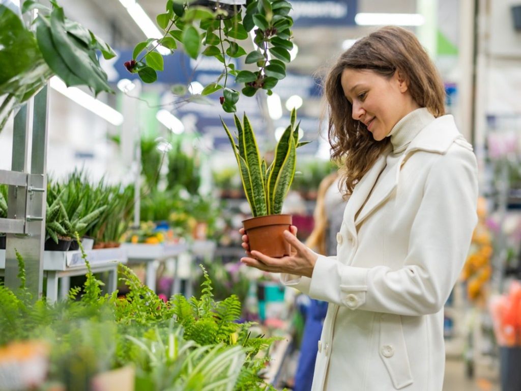 Why Impulse Buying A Plant Is A Terrible Idea | Gardening Know How