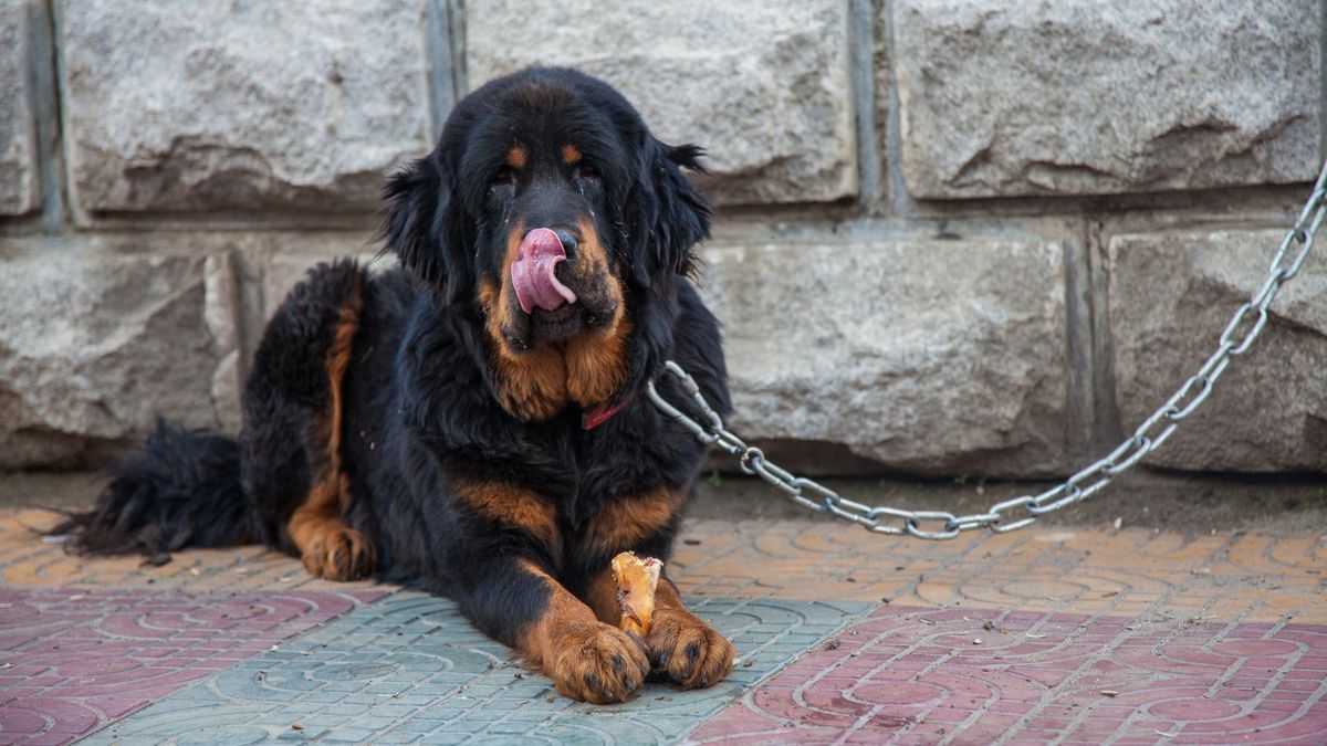 10 oldest dog breeds in the world | PetsRadar
