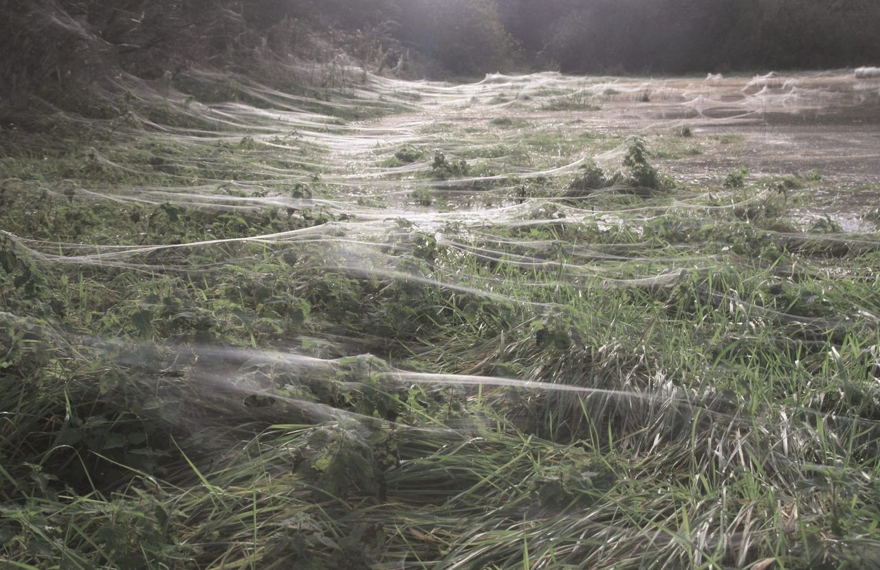 Spiders' webs: Tougher than steel or Kevlar, the miracle material of ...