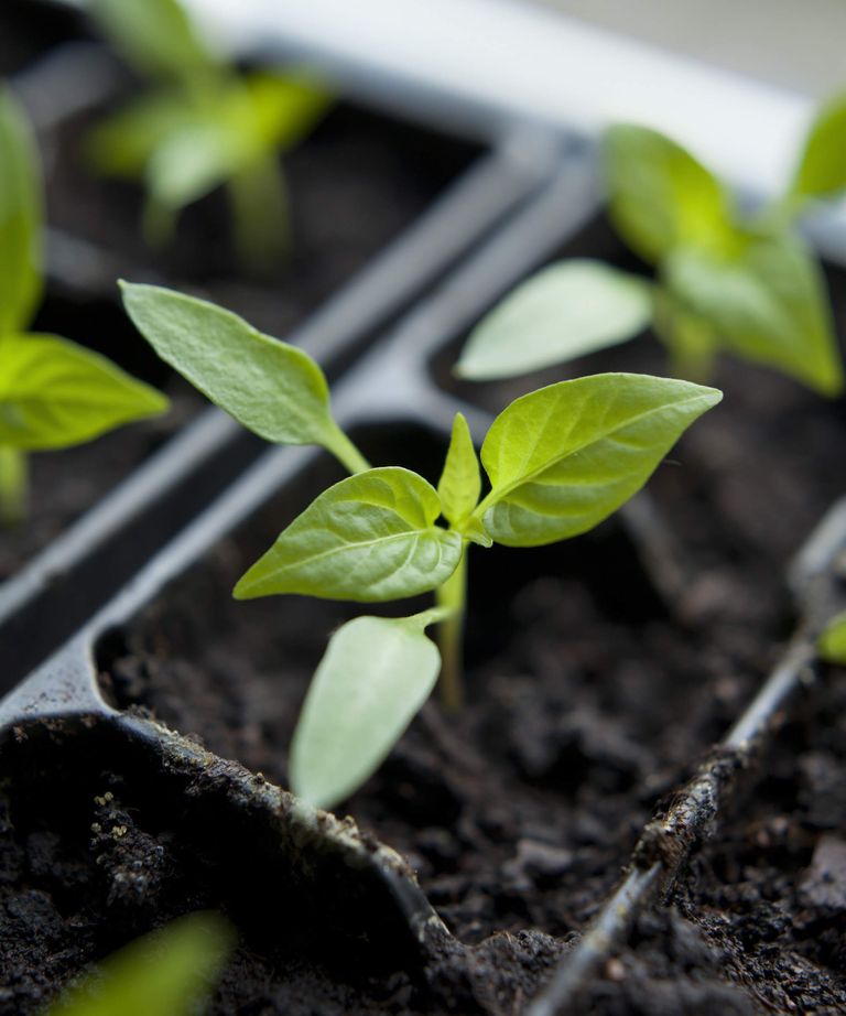 How to grow chili peppers - expert tips for healthy plants | Homes and ...