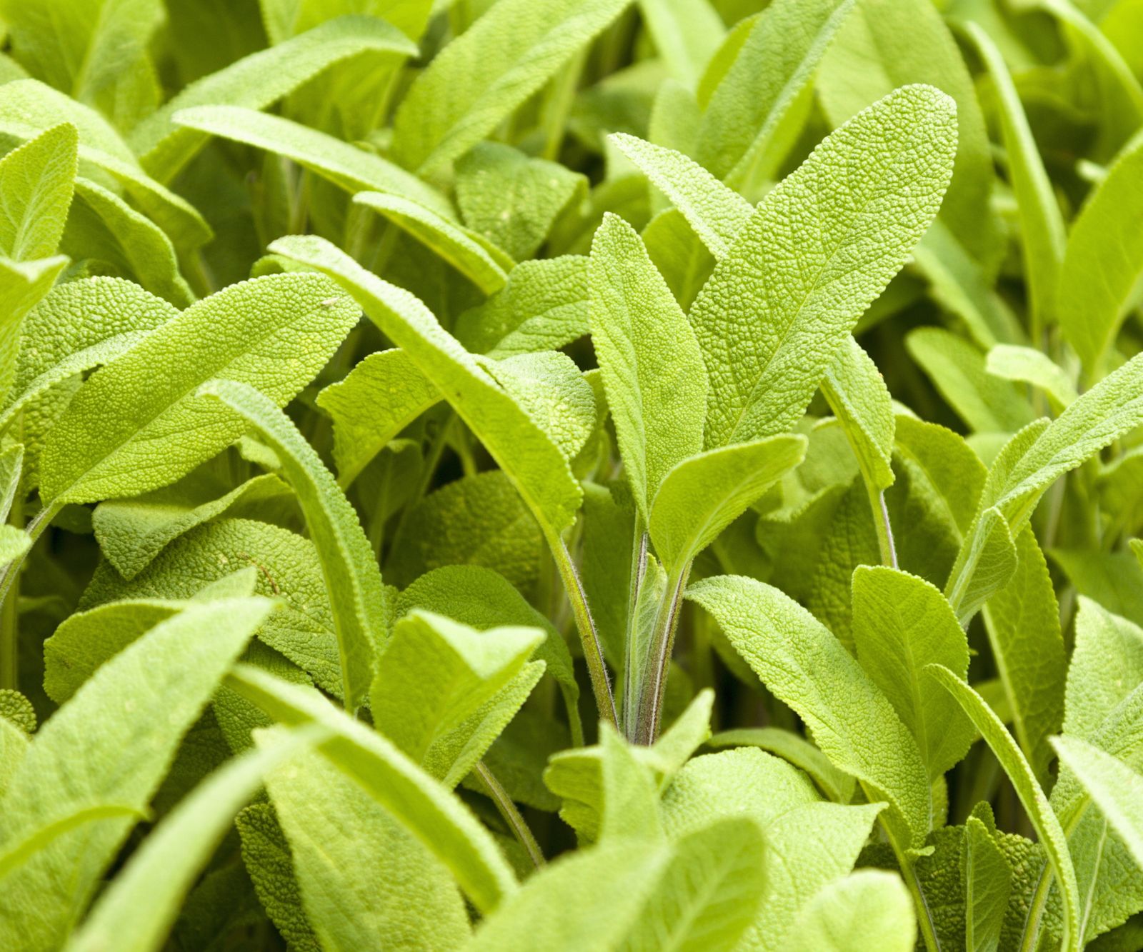 How to take sage cuttings: grow more herbs like a pro gardener | Homes ...
