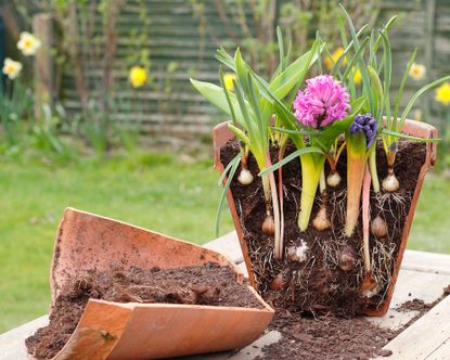How to plant a bulb lasagne in 5 simple steps | Gardeningetc