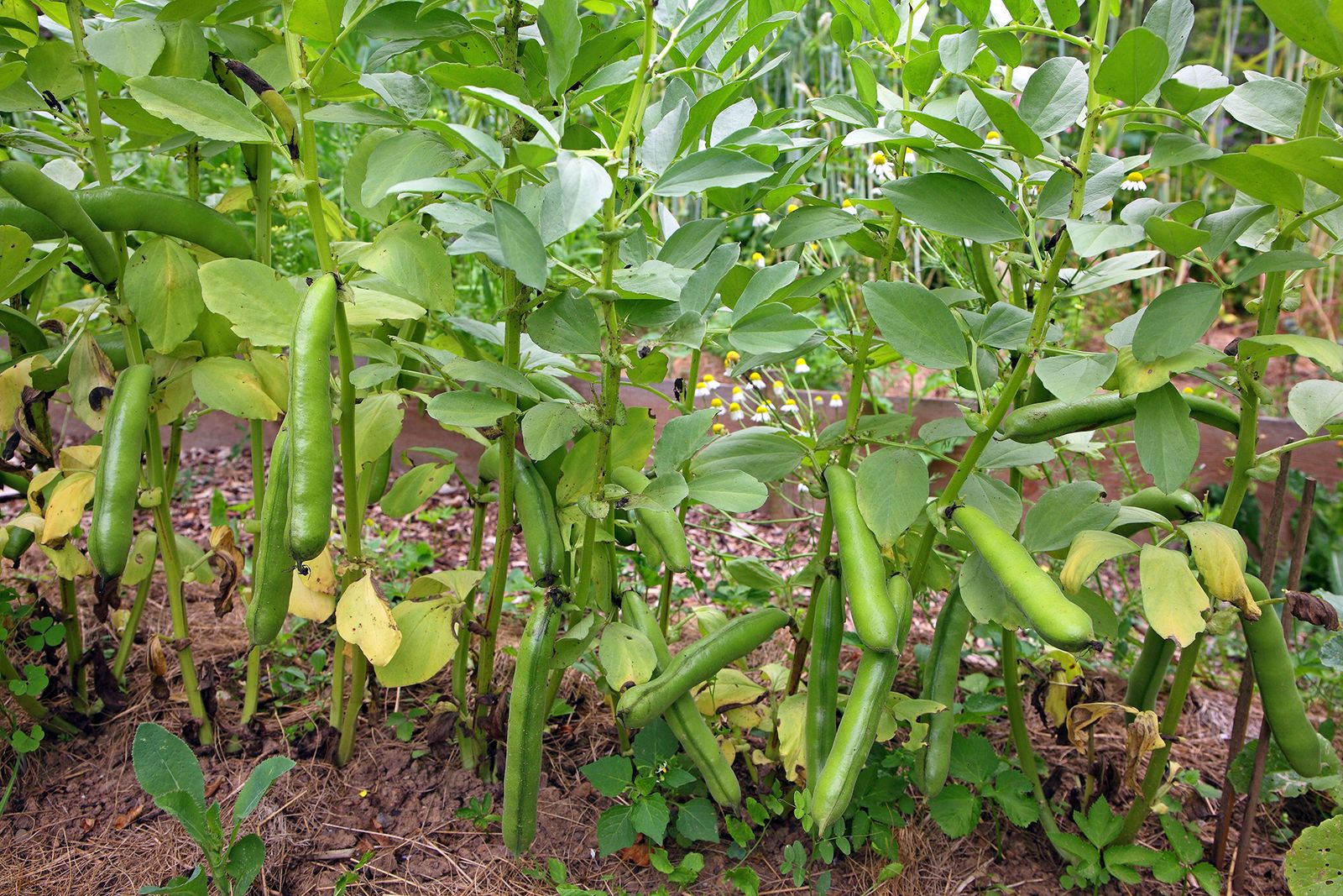 How to grow fava beans – everything you need to know for delicious ...
