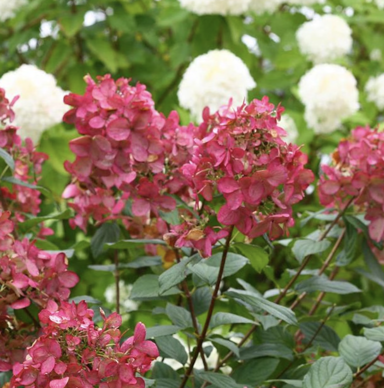 Grow These 8 Peony Colors For A Spring Rainbow In Your Yard | Gardening ...