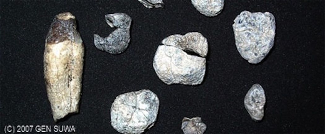 Fossils Shed New Light on Human-Gorilla Split | Live Science