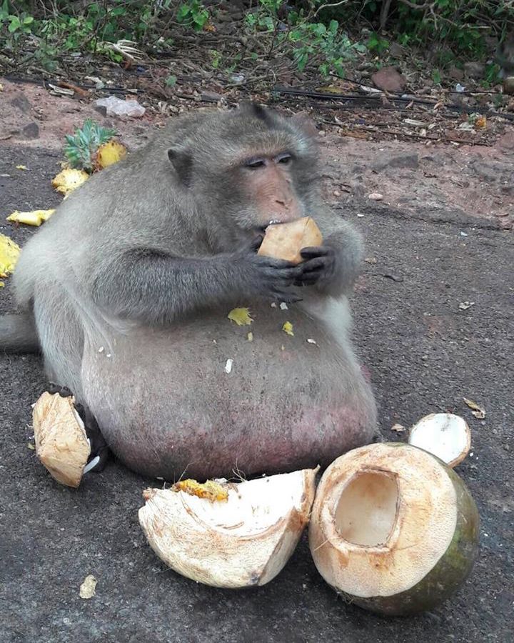 In Photos: Obese Macaque Gorges on Human Junk Food | Live Science