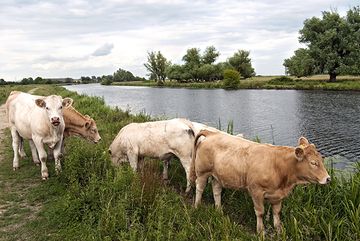 The Fens: In celebration of the magic of a landscape that’s fascinated ...