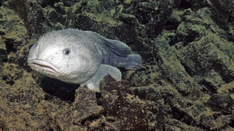 Why do deep-sea fish look like aliens? | Live Science