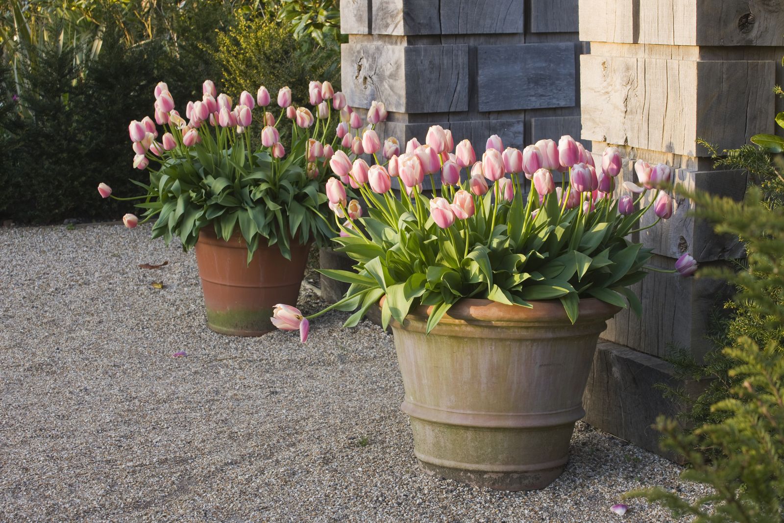 When to Plant Tulip Bulbs in Containers — Here's What You Should Do ...