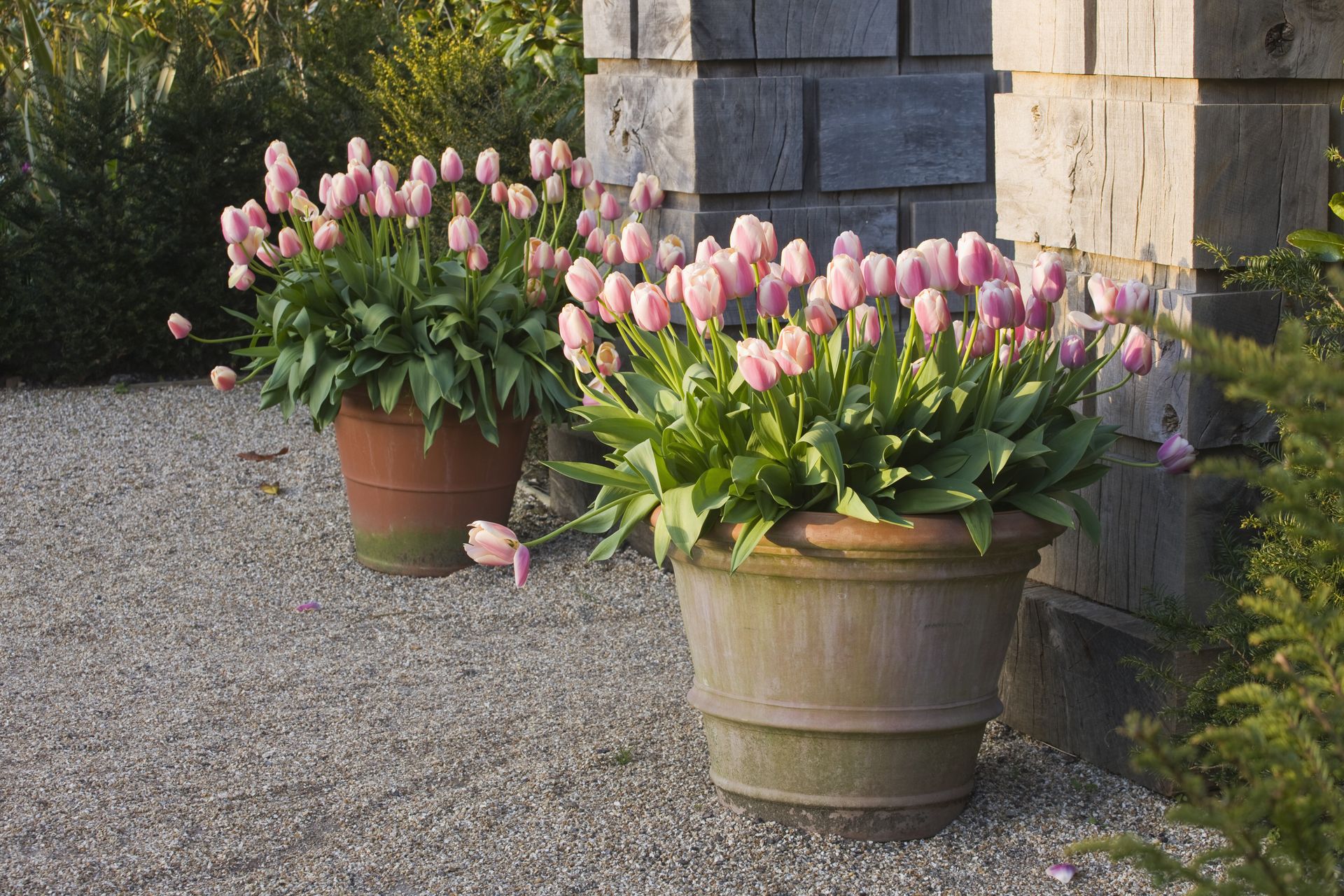 When to Plant Tulip Bulbs in Containers — Here's What You Should Do ...