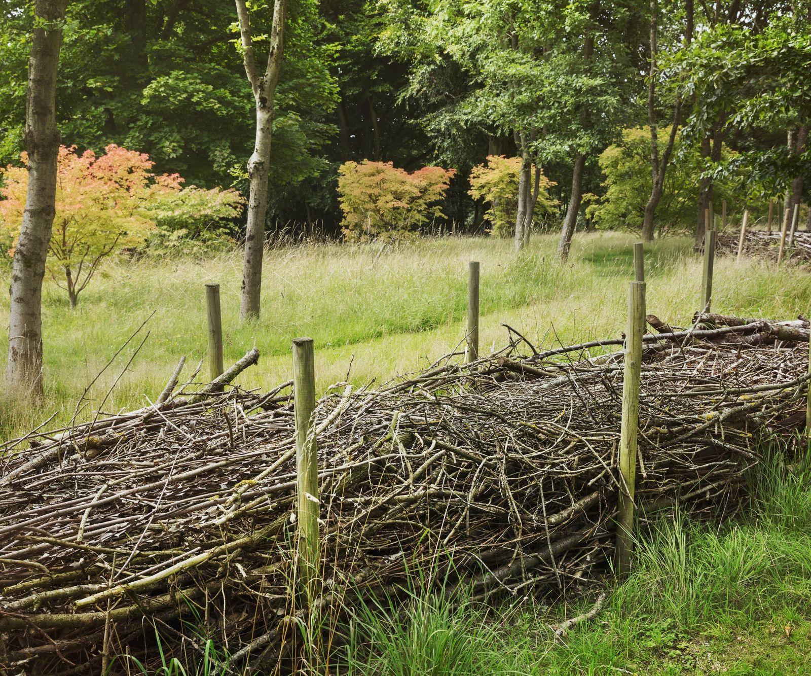 DIY Dead Hedge: Turn Debris Into An Easy, Eco-Friendly Fence ...