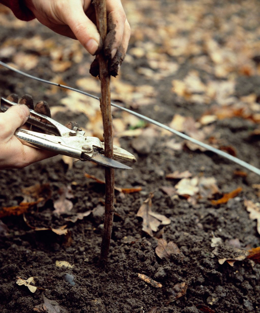 When to prune raspberries - how to get the timing right | Homes and Gardens