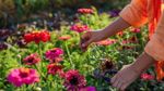 Make your own rose fertilizer - expert tips to feed plants | Homes and ...