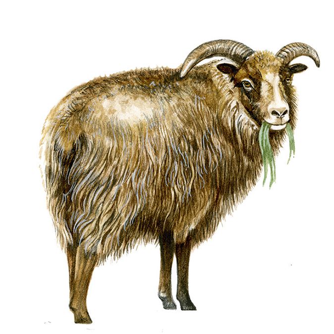 21 native British sheep breeds and how to recognise them | Country Life