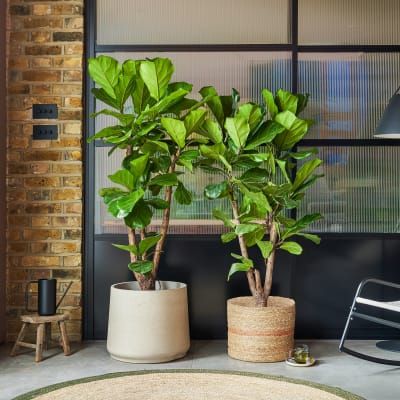 Where should I place a fiddle leaf fig plant in my home? | Ideal Home