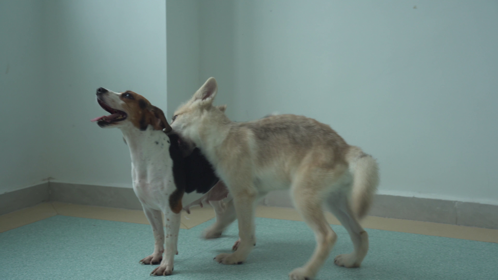 World's first wolf clone born to surrogate dog, Chinese company reveals ...