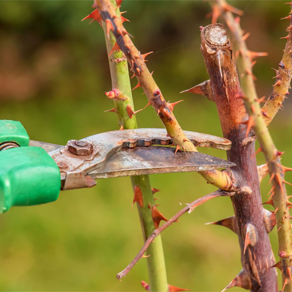When is it too late to prune roses? Your expert guide | Ideal Home