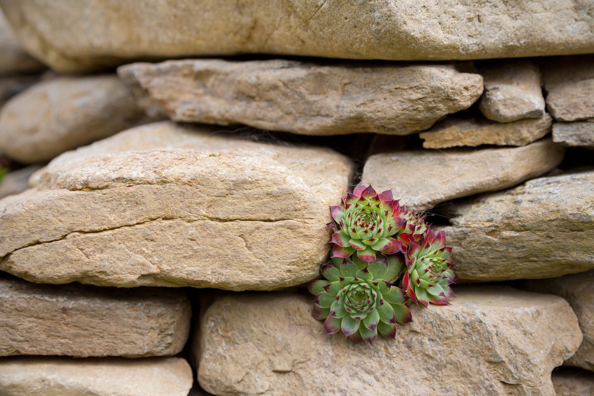 Small rock garden ideas: 17 ways with alpine plants, succulents, water ...